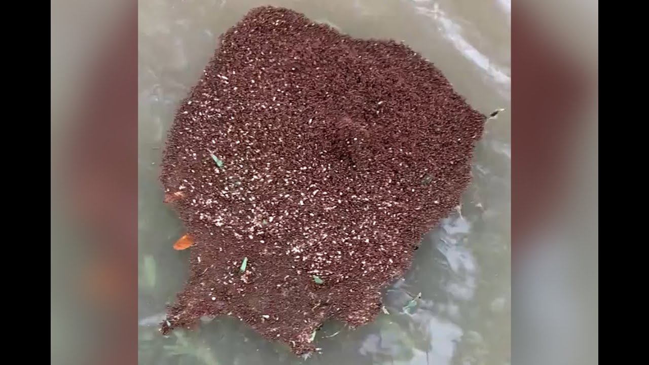 Texas city releases video of ‘floating ant piles’ amid flooding caused ...