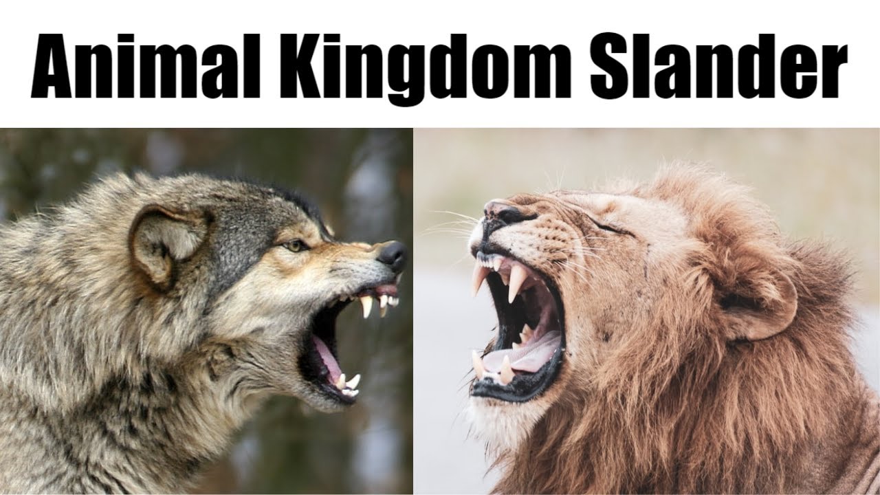 Animal Kingdom Slander - YouTube