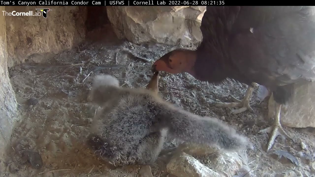 Adult California Condor Arrives And Feeds Nestling — June 28, 2022 ...