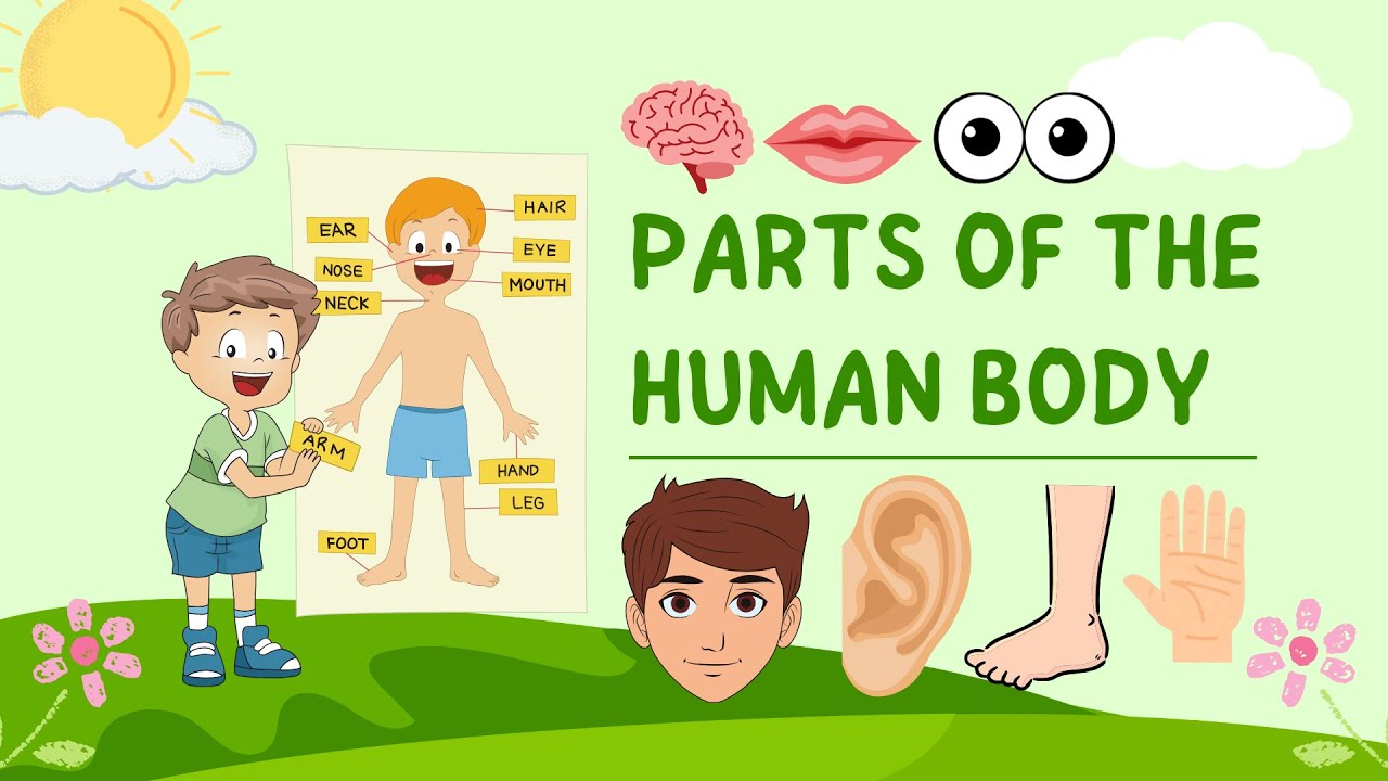 Learn Parts of the Human Body for Kids | Fun Activity to Teach Children ...
