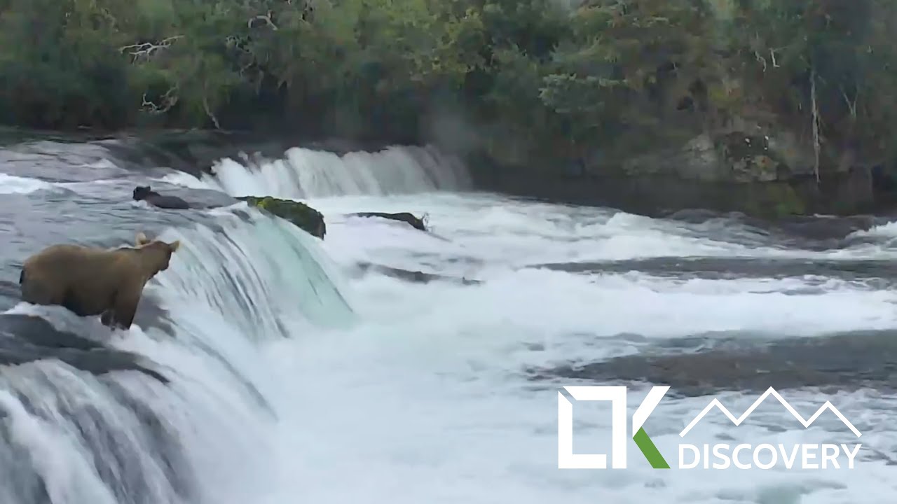 LTK Discovery - Bears Falling Off In A Waterfall - YouTube