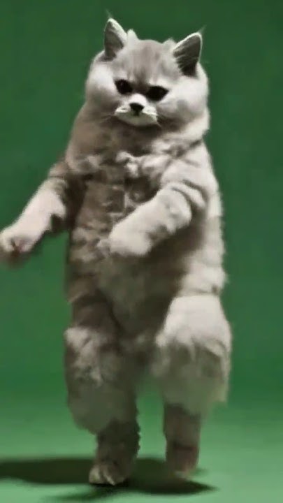 dancing cat - YouTube