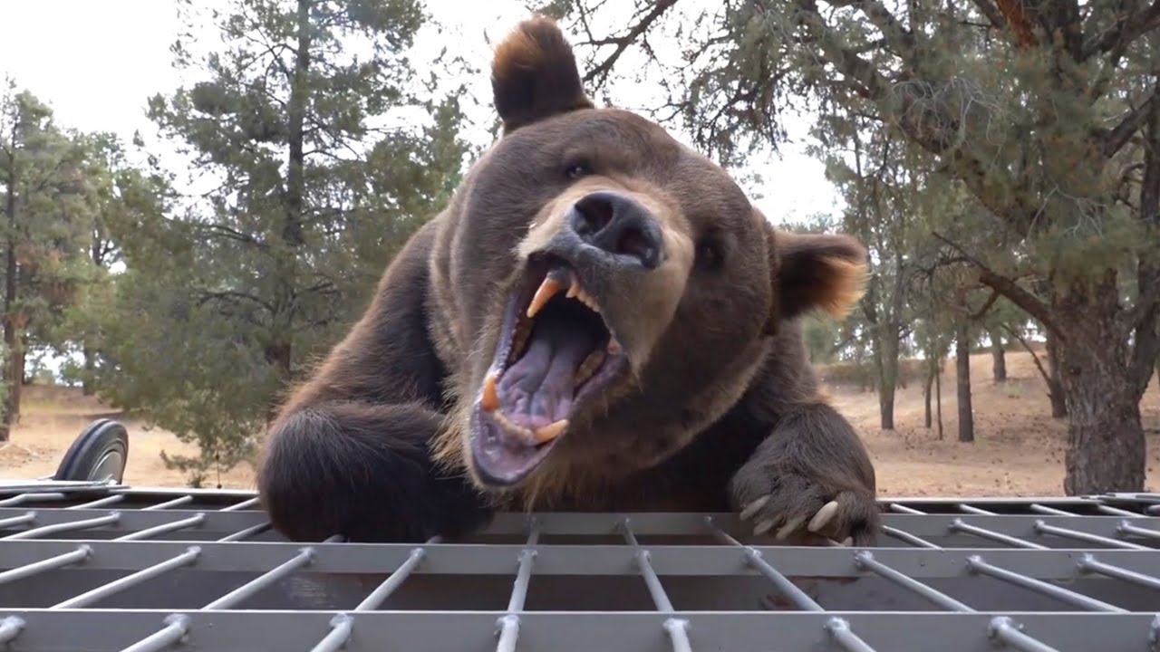 Grizzly Bear Tries To Eat Me Alive - YouTube