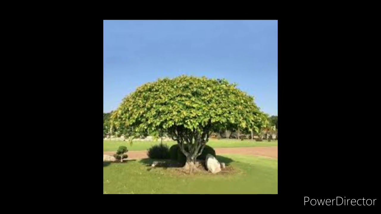 Raavi chettu kalalo kanipiste yem jaruguthundi??? Kalalo raavi chettu ...