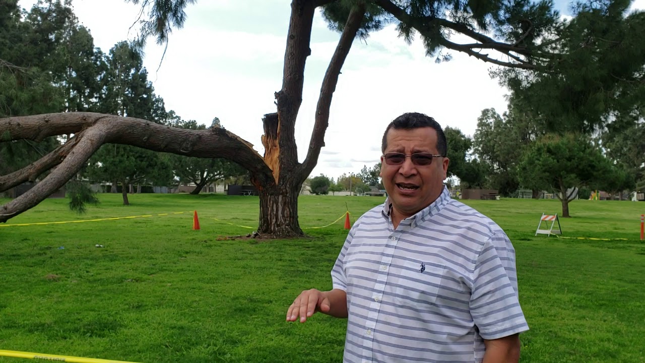 Lightning STRIKES 100 year old TREE (aftermath) - YouTube