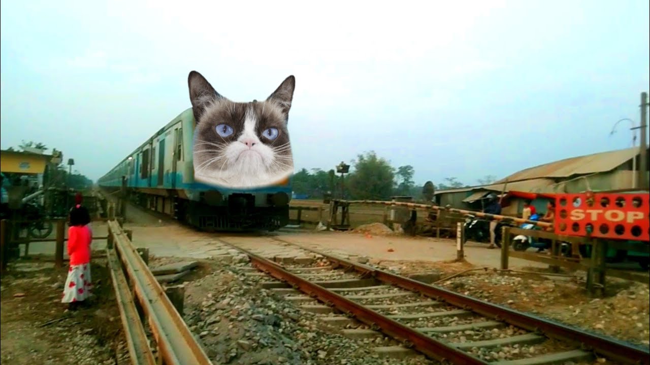 Cat Train Horse Train Monkey Train Caw Train YouTube - YouTube