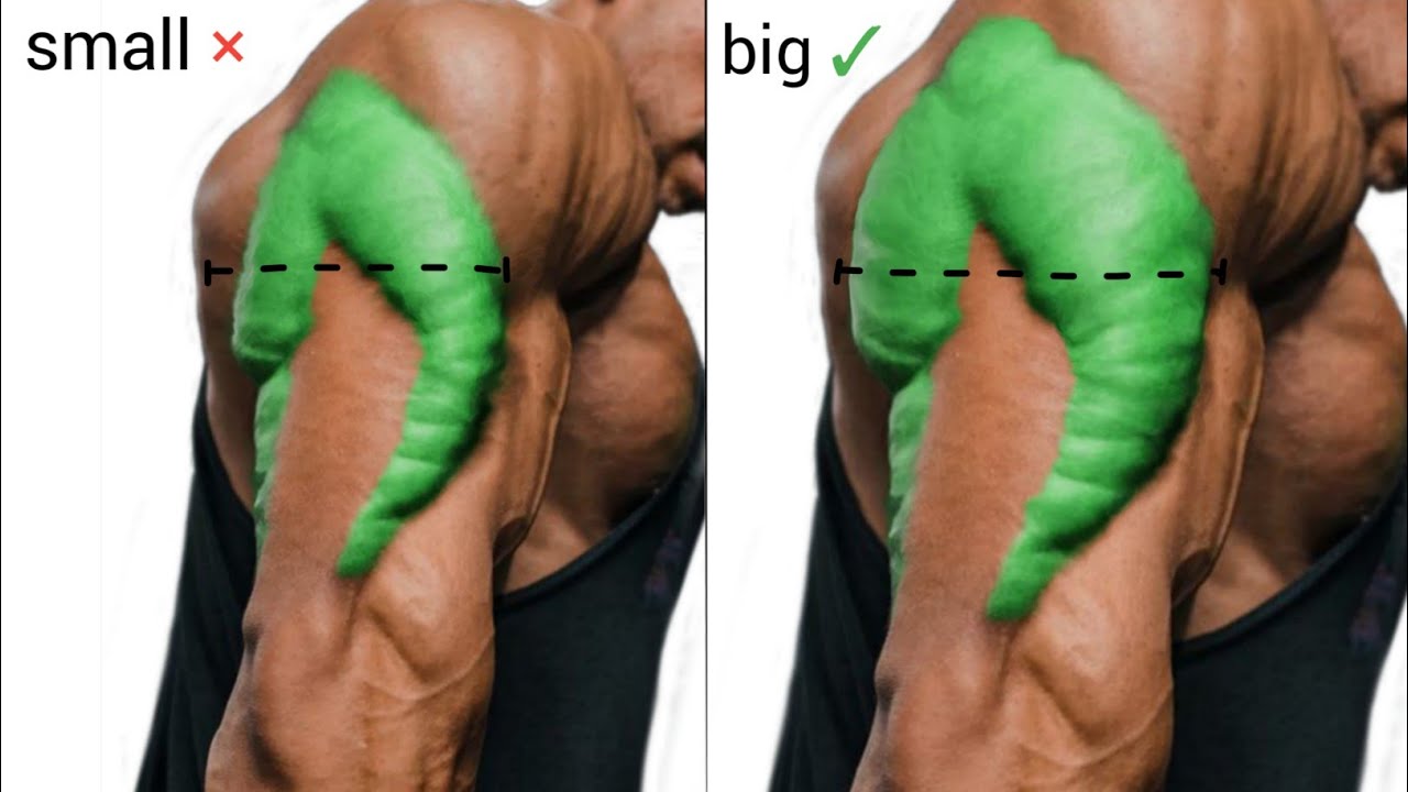 World's Best Triceps Exercise to Build Wider Triceps - Tricep Workout ...