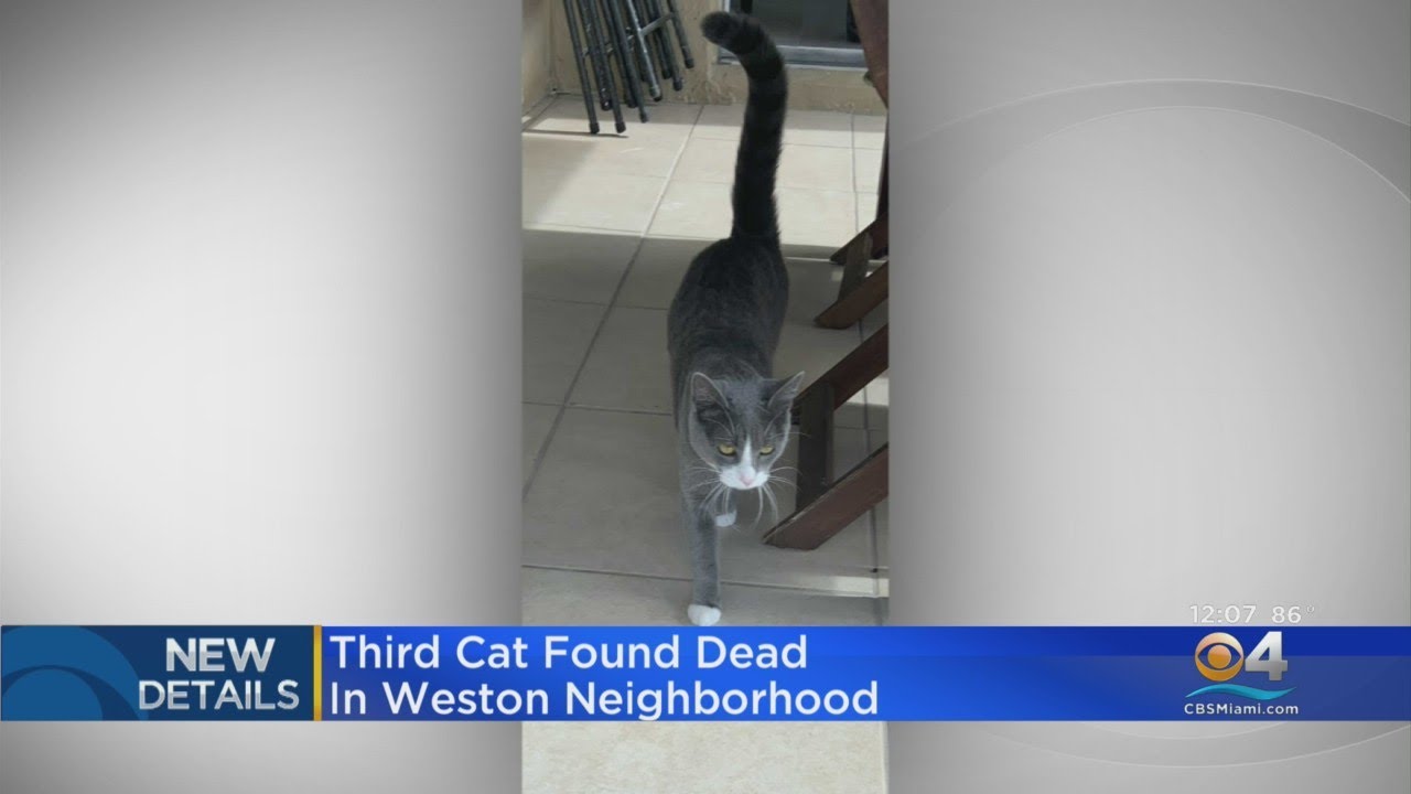 Another cat found dead in Weston neighborhood - YouTube