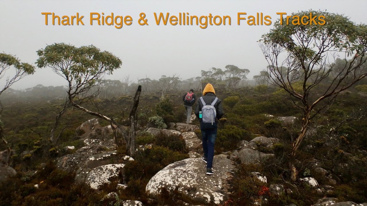 Thark Ridge & Wellington Falls Tracks, Mt Wellington - YouTube