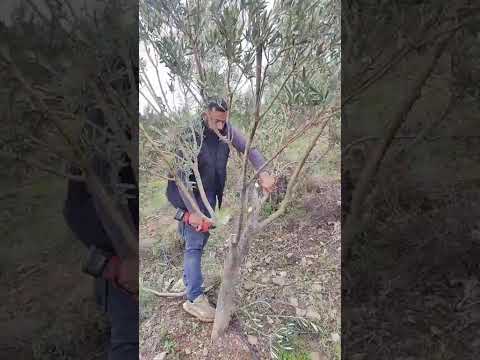  TÜRKİYE'NİN EN GÜZEL ZEYTİN BUDAMA VİDİOSU. VERİME YÖNELİK ŞEKİL BUDAMASI VE FORM OLUŞTURMA SANATI