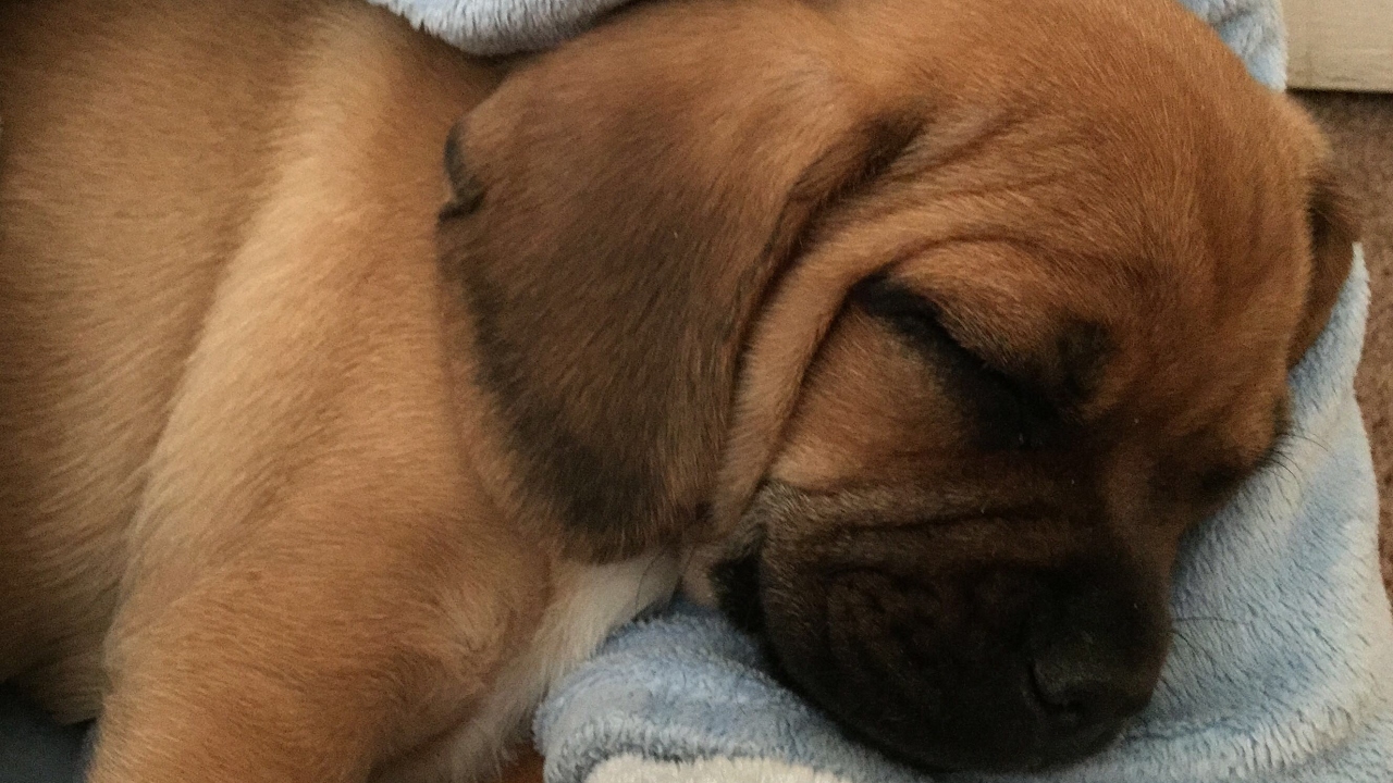 MUST WATCH FUNNIEST DOG VIDEO EVER - PUGGLE DOG YELLING BARKING LOUD ...