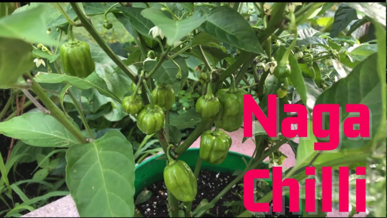 How to take care Naga Chillies tree for getting more Naga Chilli. - YouTube