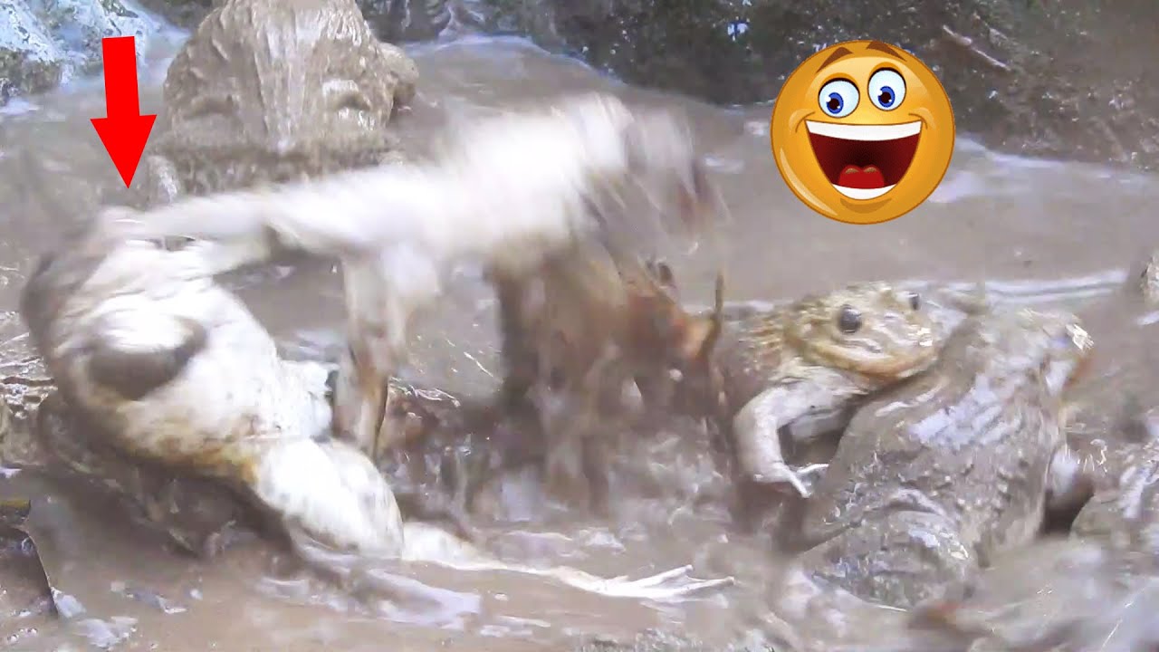 WOW!! What are they doing? & Looks frogs fighting & Hilarious frog # ...