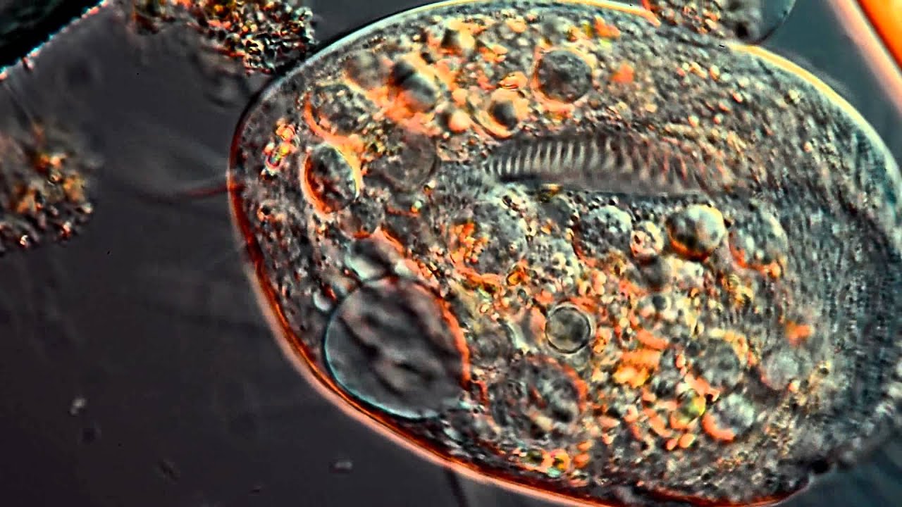 Micro Eye Candy! - YouTube