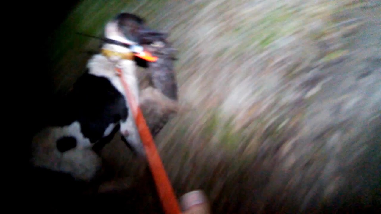 Grandson of House's Lipper Refuses to Give Up Coon--Treeing Walker ...