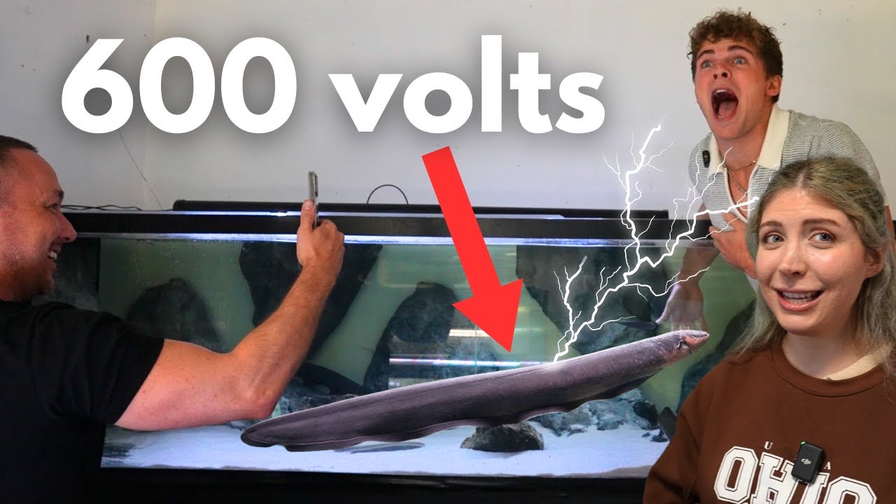Touching an Electric Eel in @thekingofdiy's Aquarium - YouTube