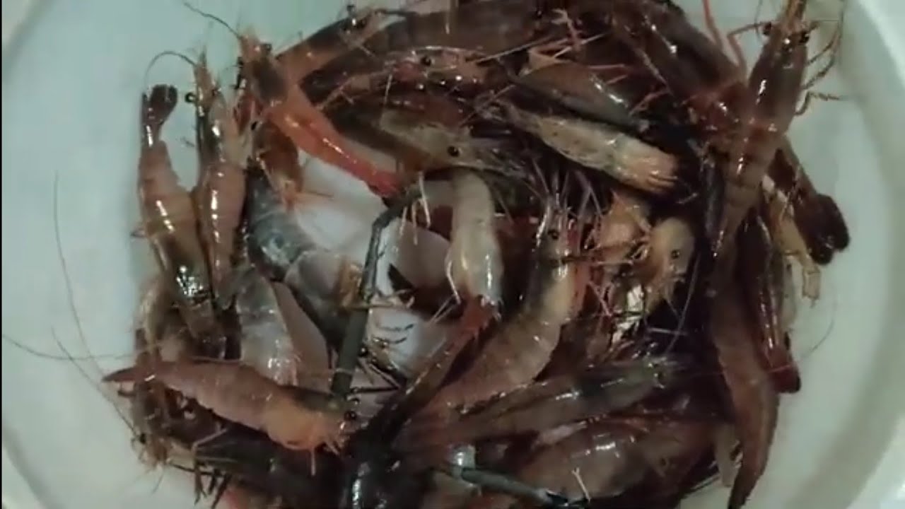 Pukot in Manurabi - YouTube