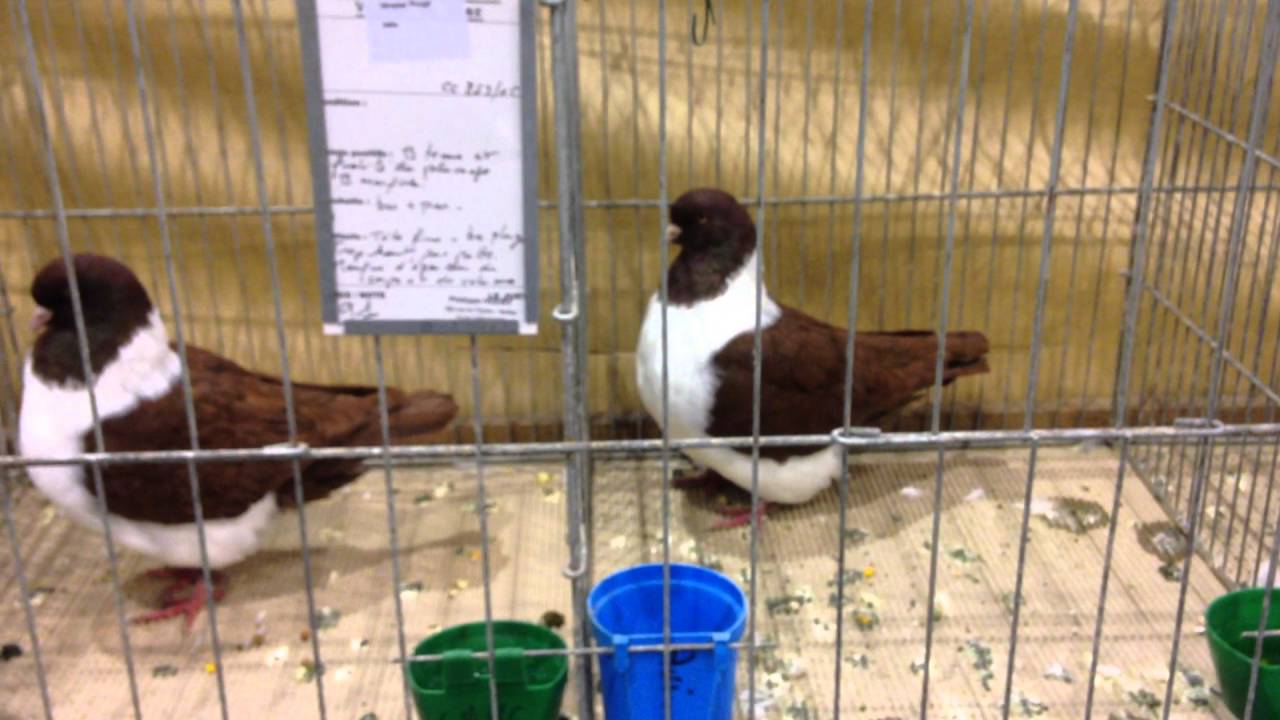 Pigeons Strasser Rouge PR - YouTube