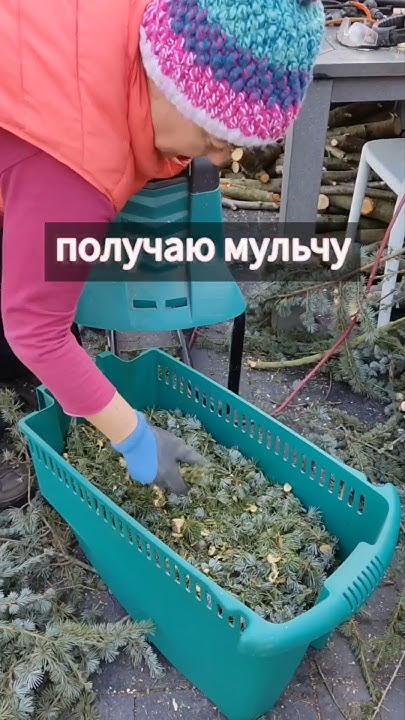 Подстригли кедр, несколько дней подряд измельчаю ветки! Февраль 2022 ...