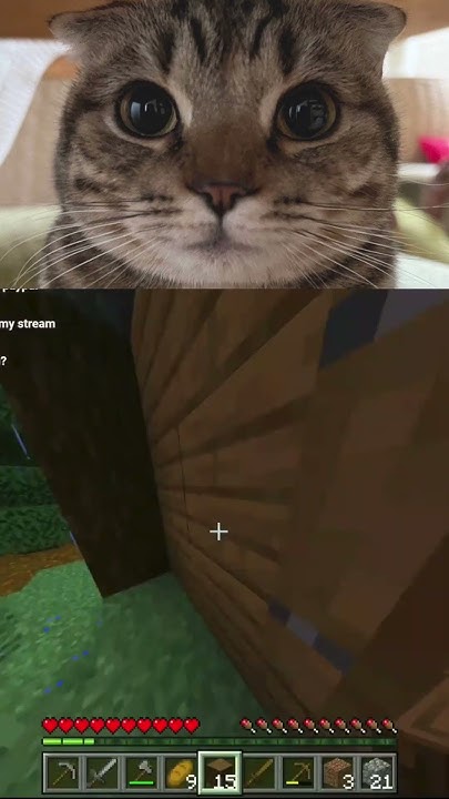 Cat Plays Minecraft Youtube