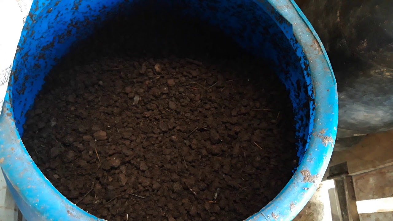 CARA MEMBUAT PUPUK KOMPOS DARI KOTORAN SAPI | PART 3 (PUPUK SUDAH JADI ...