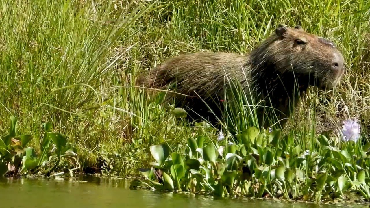 Capivara: Macho solitário, Excluído do bando! (Hydrochoerus ...