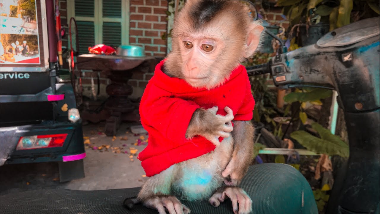 Good life adorable baby monkey Ella | Daily Life Baby Monkey Ella - YouTube