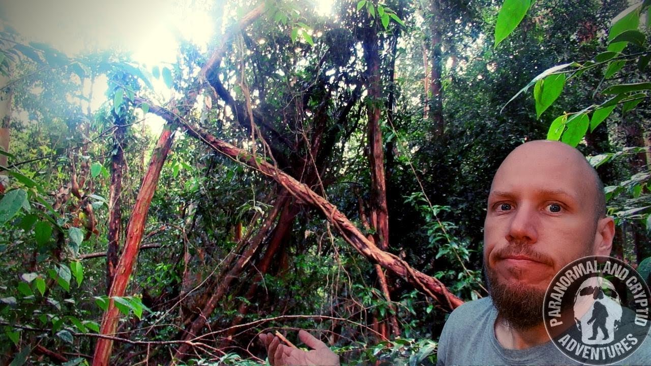 BIGFOOT and TREE STRUCTURES... have we been wrong the entire time ...