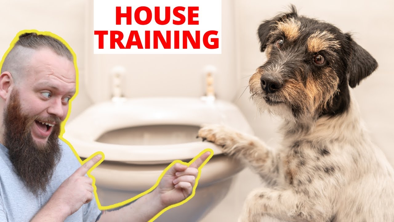 Beginners Guide To House Training A Puppy - YouTube