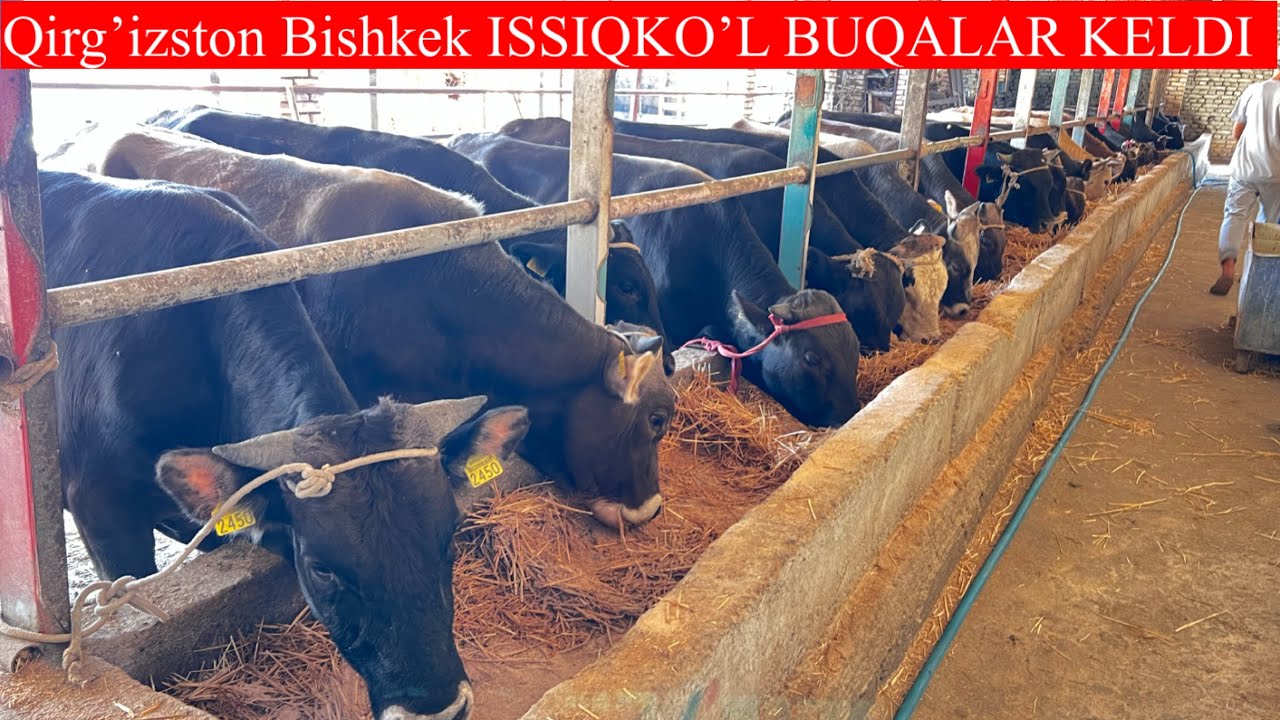Bishkek ISSIQKO’L buqalariham ARZONLAB KETDI SARDOR aka Yana narxlarni ...