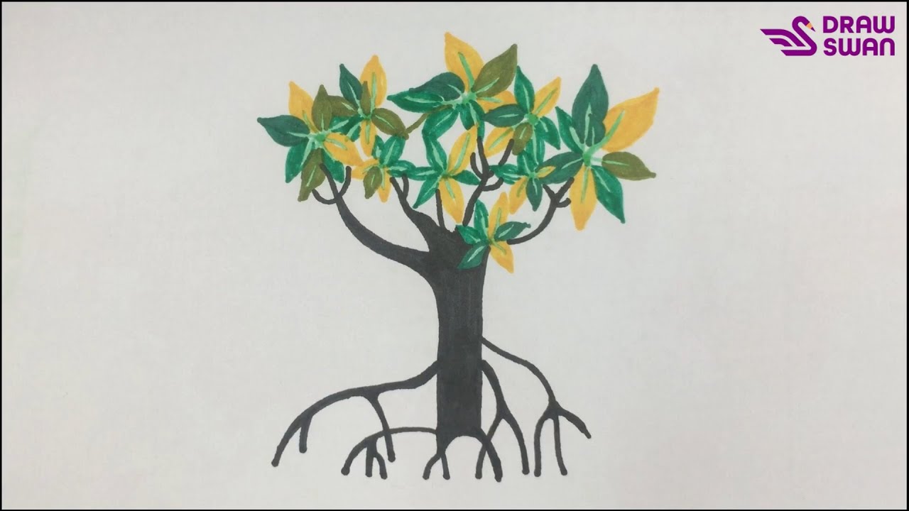 How to draw a mangrove tree - YouTube