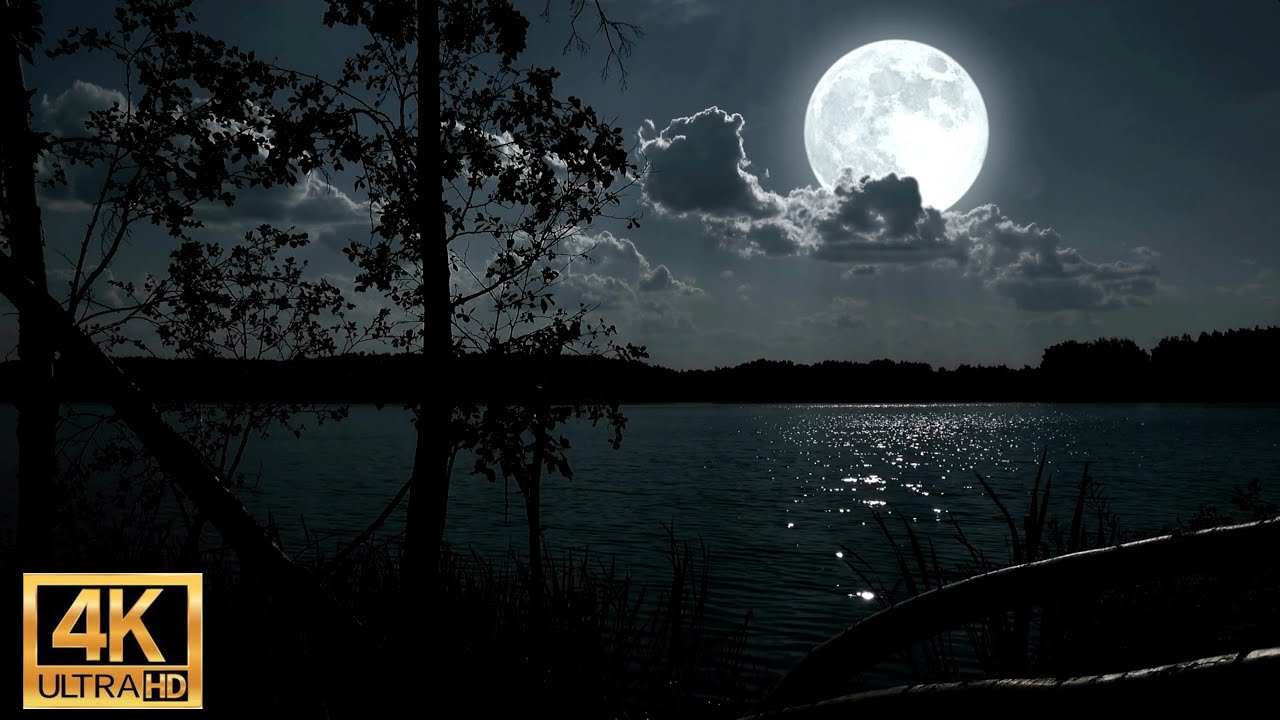 Forest Sounds at Night for Sleeping - Crickets & other Sounds of Night ...