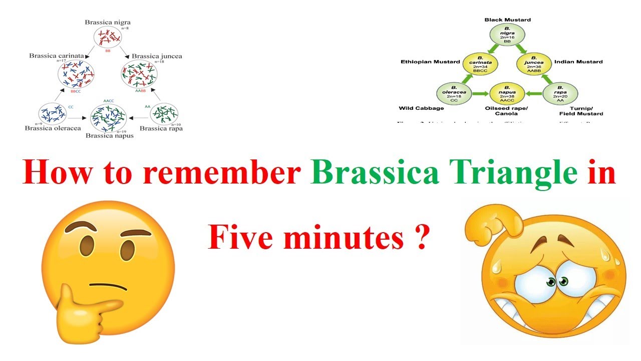 How to remember Brassica Triangle in Five minutes ? - YouTube