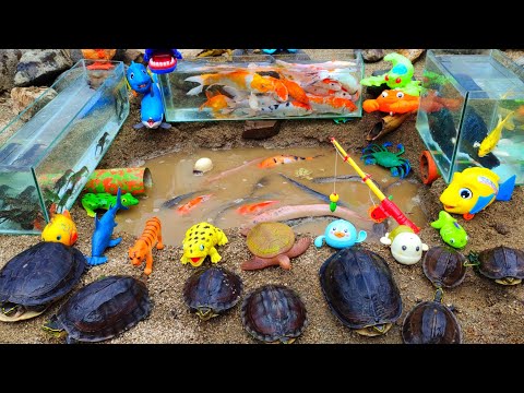 Find lots of ornamental fish, betta fish, catfish, turtles, sharks, koi fish, lobsters, crabs