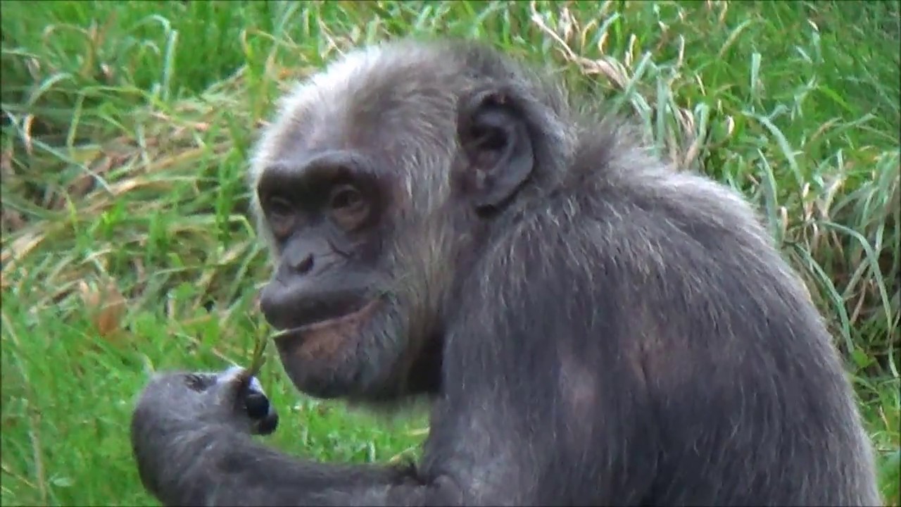 Monkey World - Bart playing with chimps - YouTube