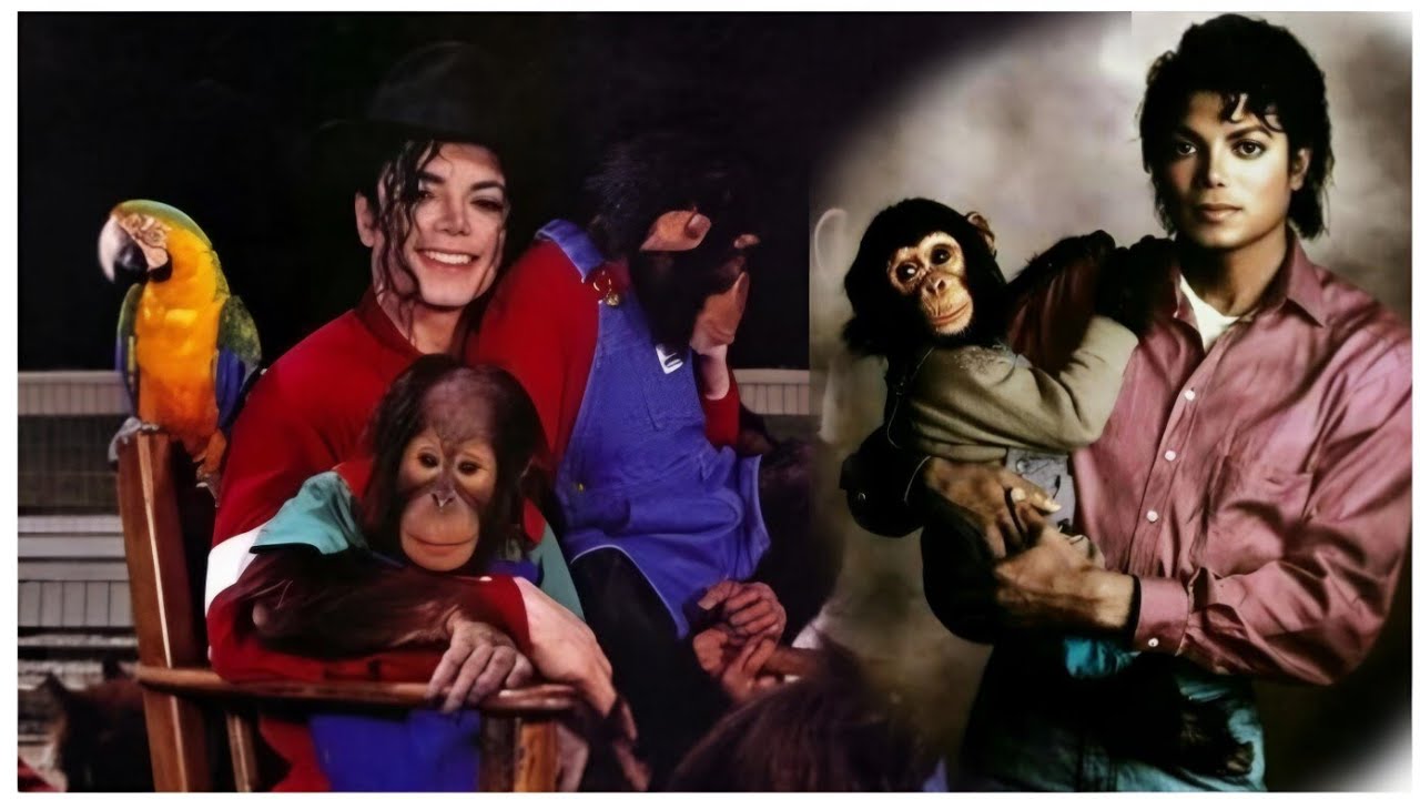 Michael Jackson`s Pets: Where Is Bubbles Now.? - YouTube