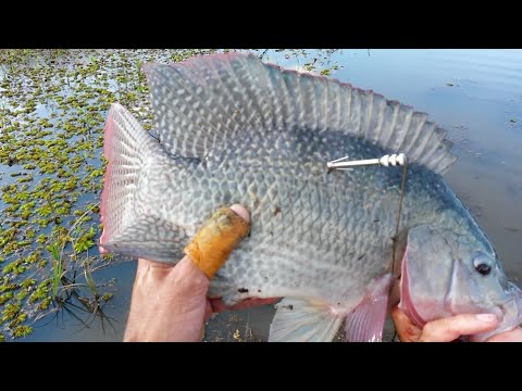 PESCANDO COM ESTILINGUE/BALADEIRA SLINGSHOT FISHING 31/03/19 - YouTube