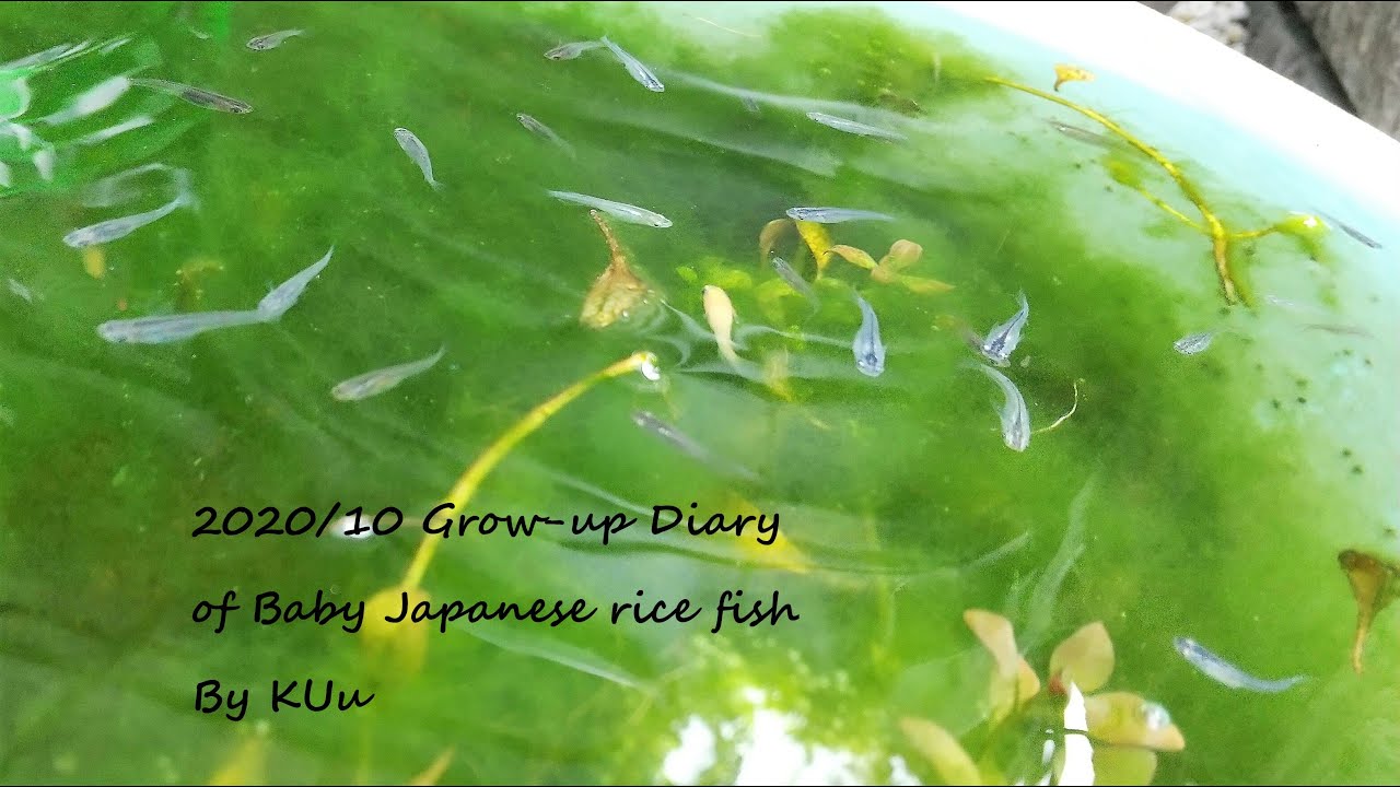 2020/10 Grow-up Diary of Baby Japanese rice fish (medaka) - YouTube