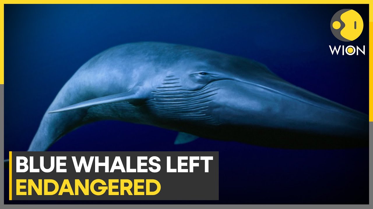 Blue whales return to the sanctuary of Seychelles | WION - YouTube
