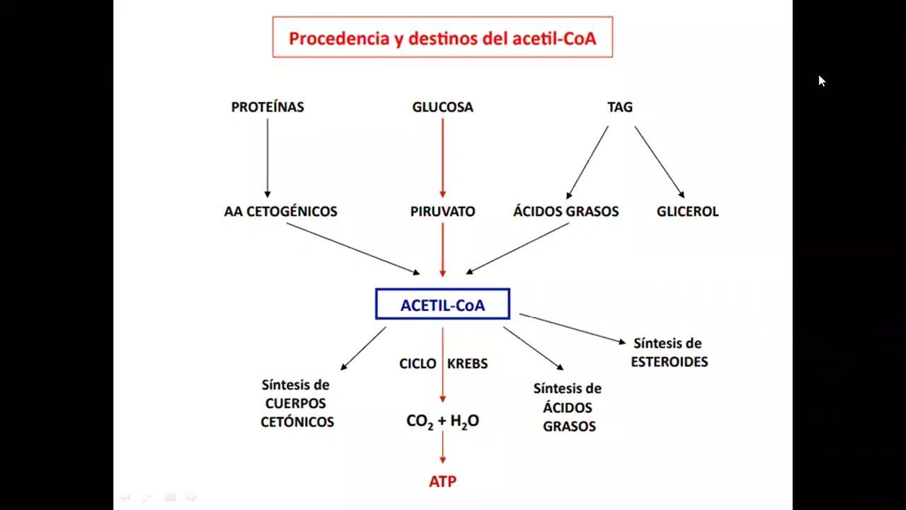 Metabolismo Del Acetil Coa