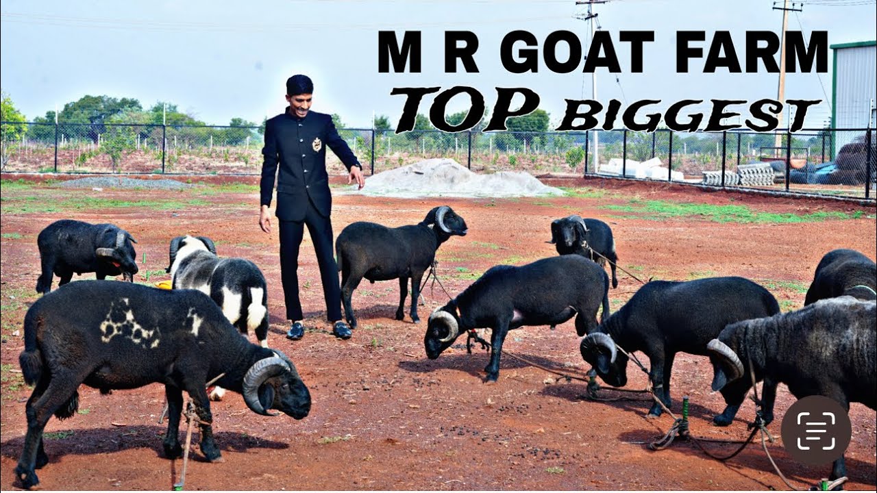 Top black 🖤 play full vilayati sheeps available at M R GOAT FARM | 2024 ...
