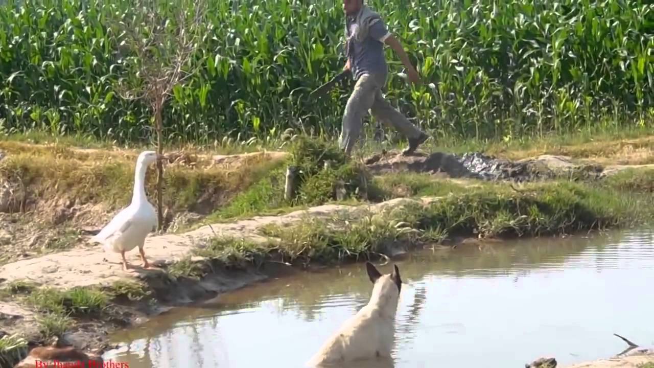 Long Distance Lapwing Bird Hunting With Gamo Air Rifle - YouTube