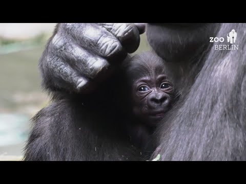 Berlin Zoo on sex of baby gorilla: It's a girl!