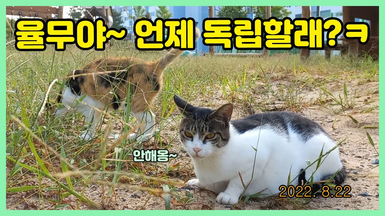 율무야~ 사냥한 거 어쨌냥 Loving A Cat Youtube