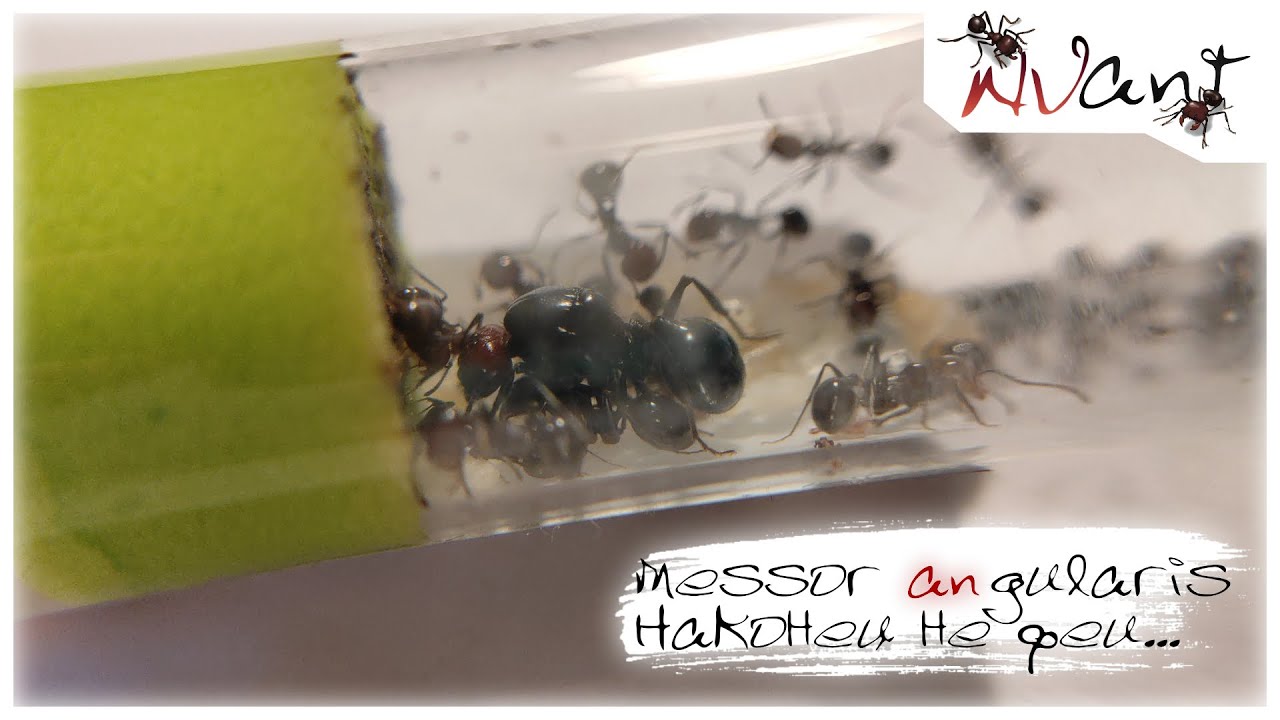 Messor angularis. Наконец не феи... - YouTube