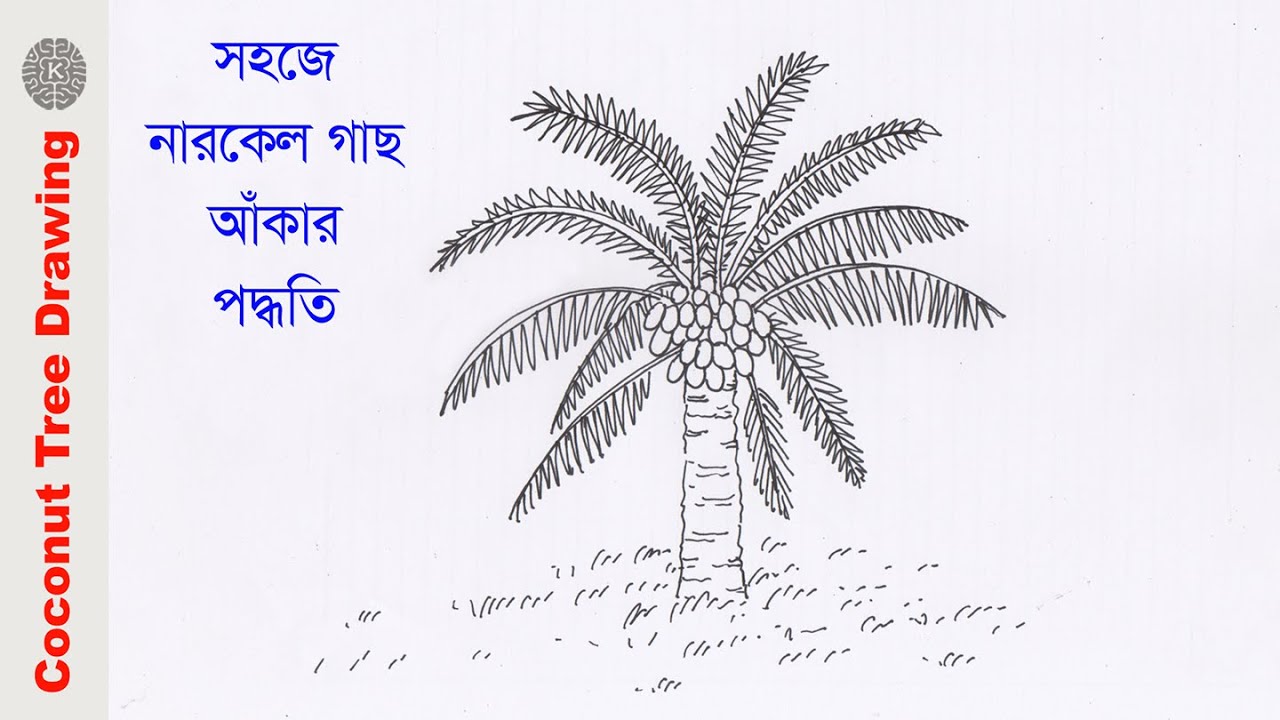 How to Draw a Coconut tree | Easy Coconut tree Drawing Step by Step ...