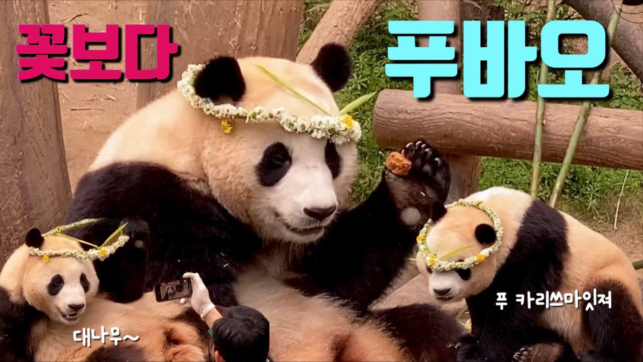 바오패밀리vlog 꽃보다푸바오 L 손녀사랑가득한화관선물받은푸바오 새침하게튕길줄아는숙녀푸 화관하나로만들어낸포즈장인러바오딸 엄마닮아세젤예푸 Youtube