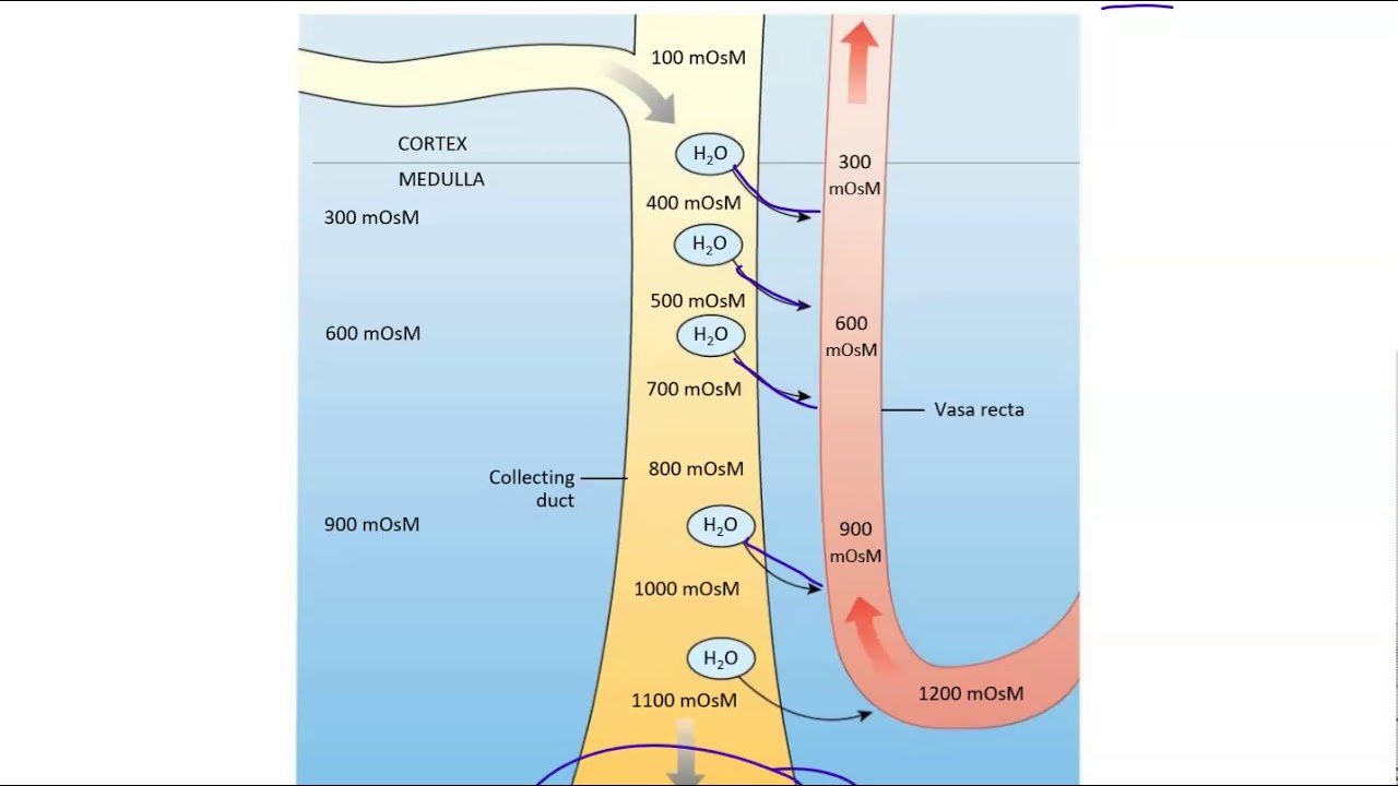 Electrolyte balance part1 - YouTube