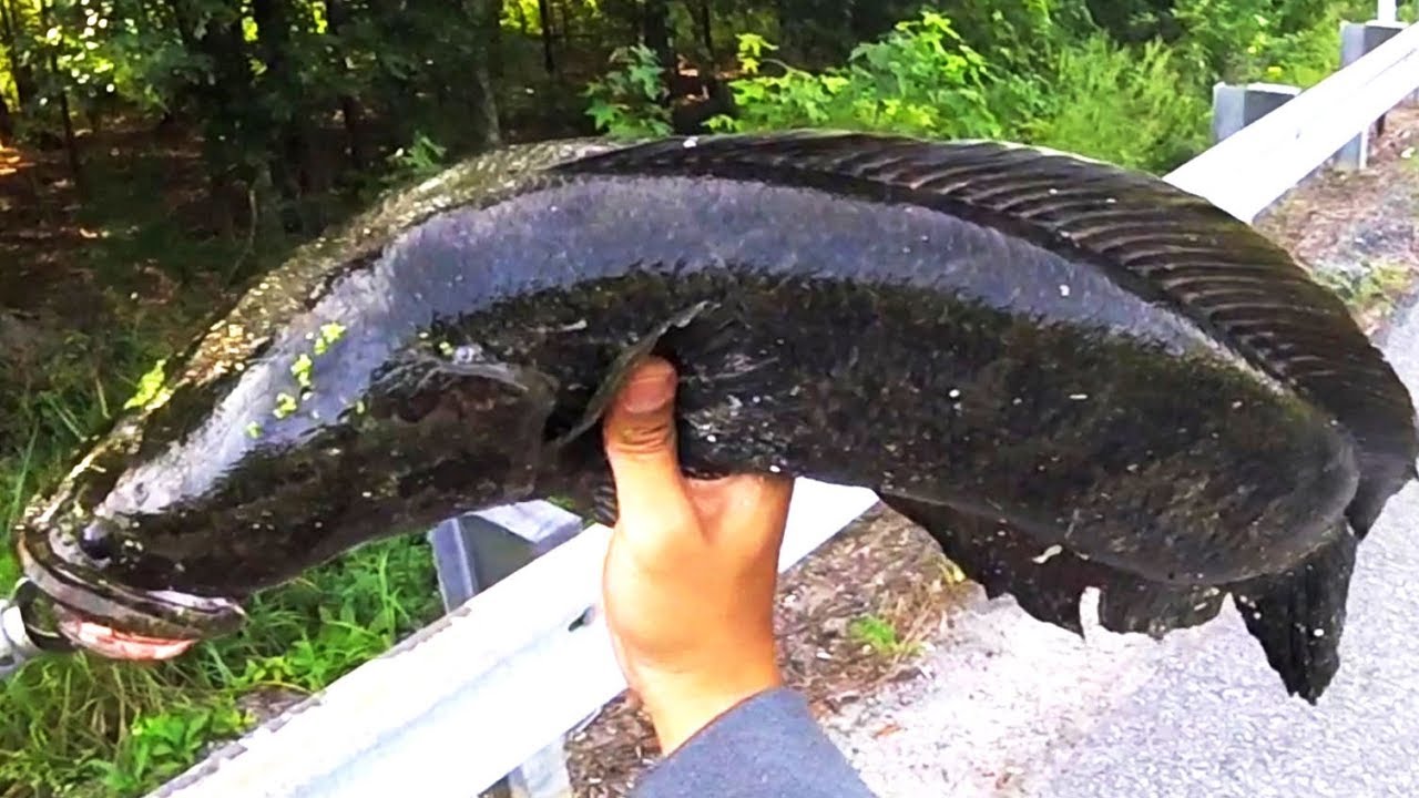 Fishing for Snakehead using Topwater Frogs - YouTube
