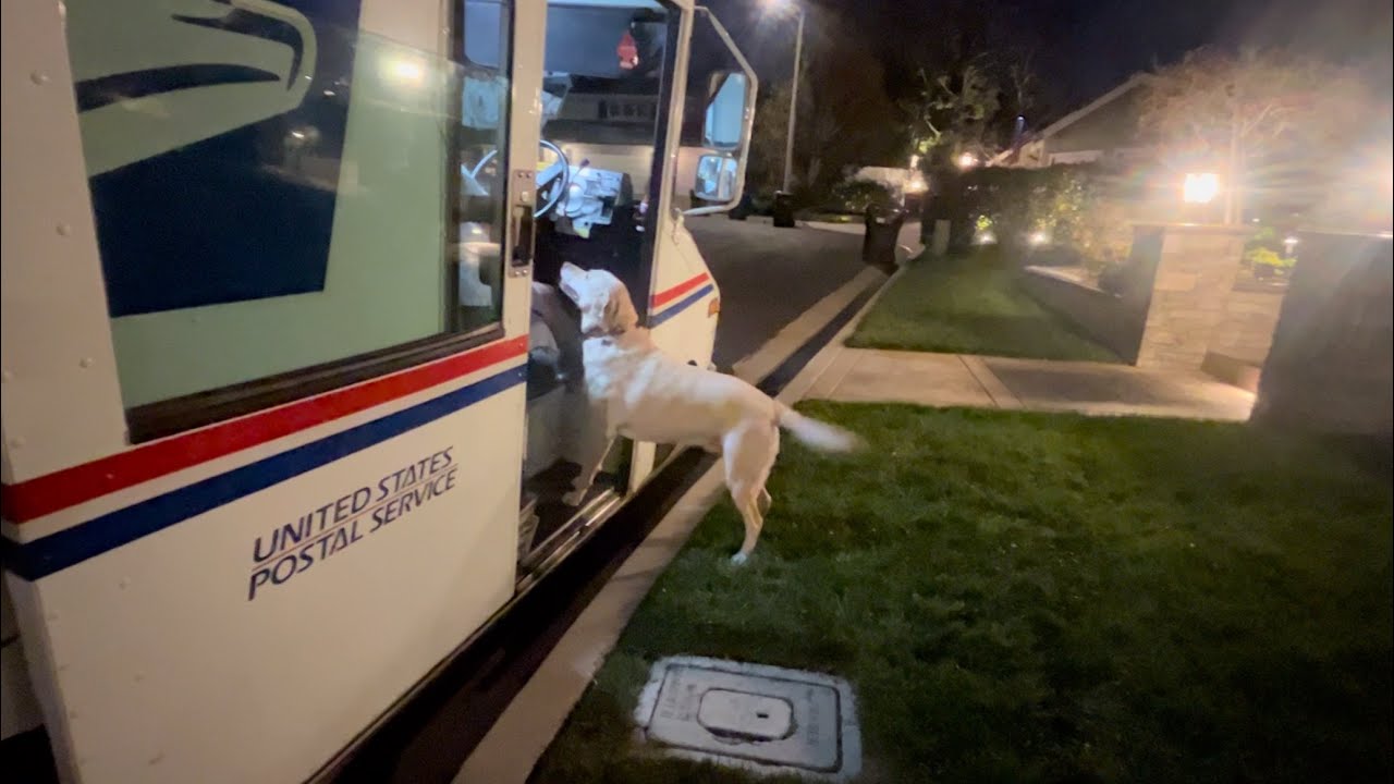 Labrador Retriever Patiently Waits All Night For Our USPS Mail Carrier ...